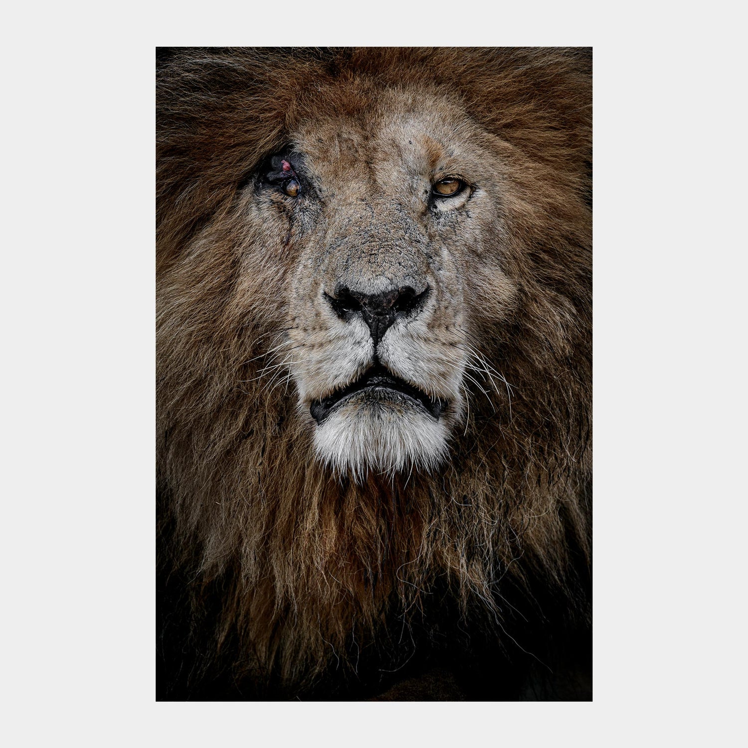 David Lloyd Photography – David Lloyd Store