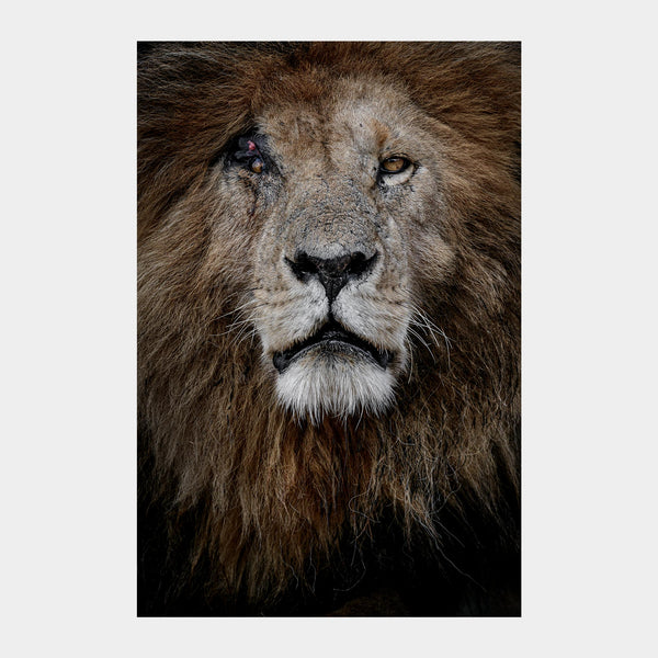 Scar – David Lloyd Store